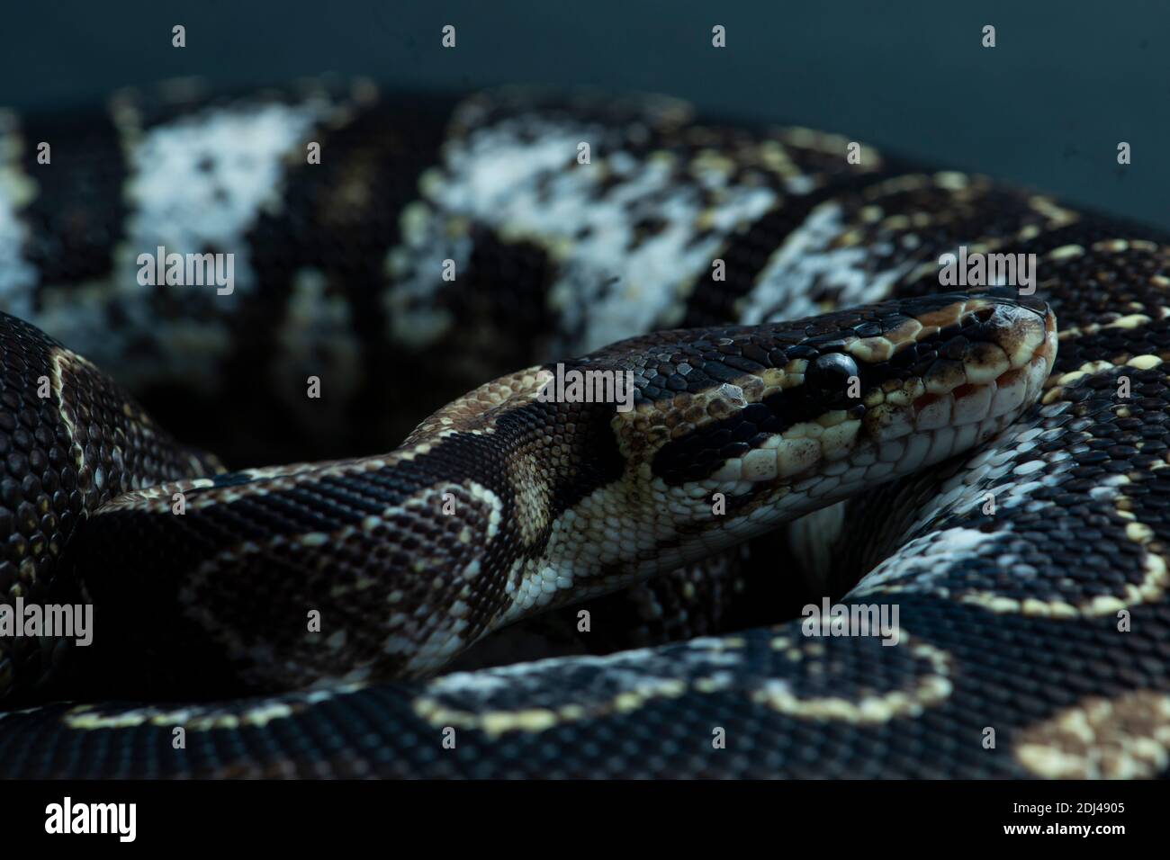 reptile, snake, python, studio, isolated, animal, white, ball, wildlife ...