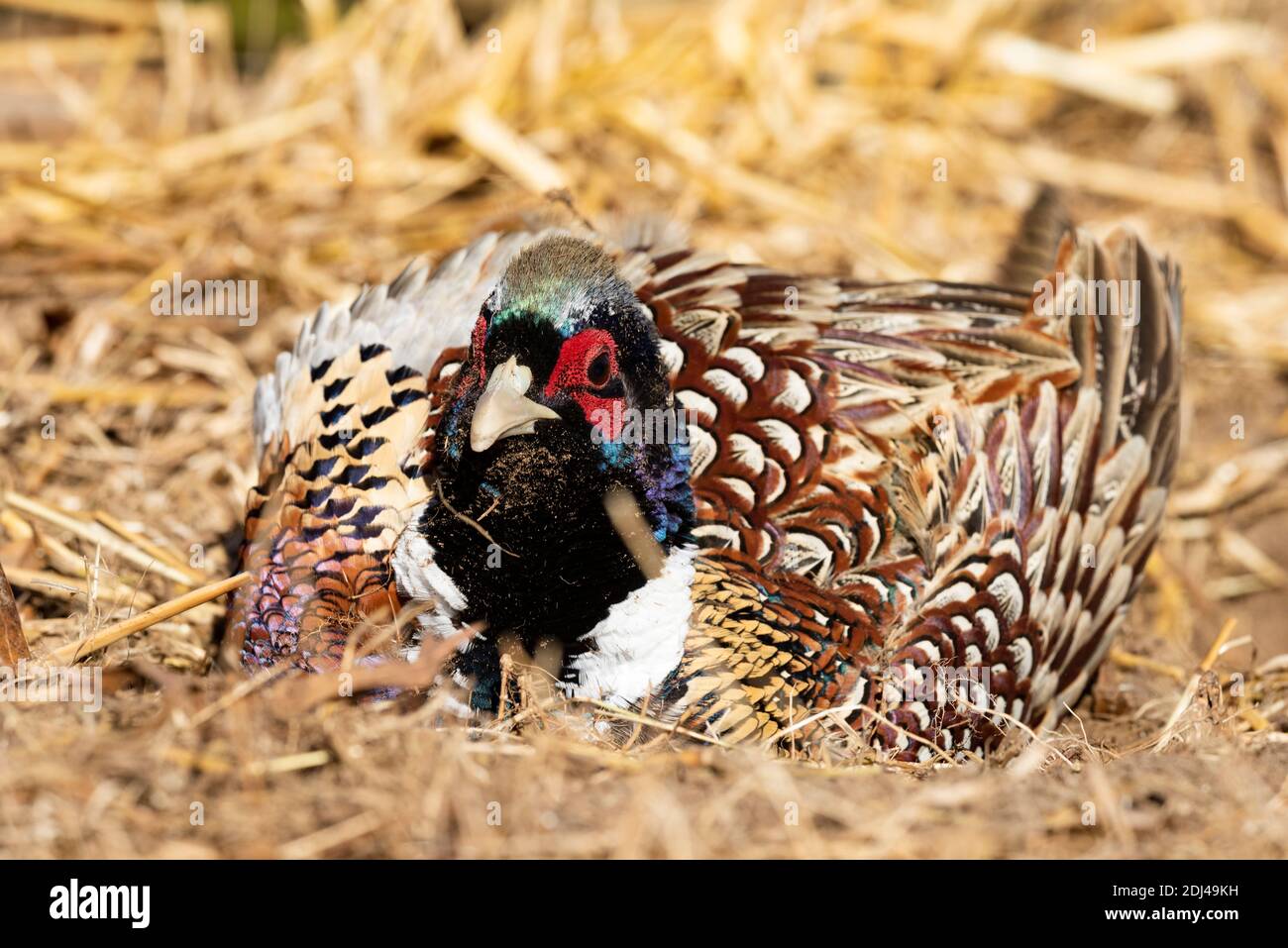 A Rooster Pheasant taking a dust bath on the edge of a wheat field in ...