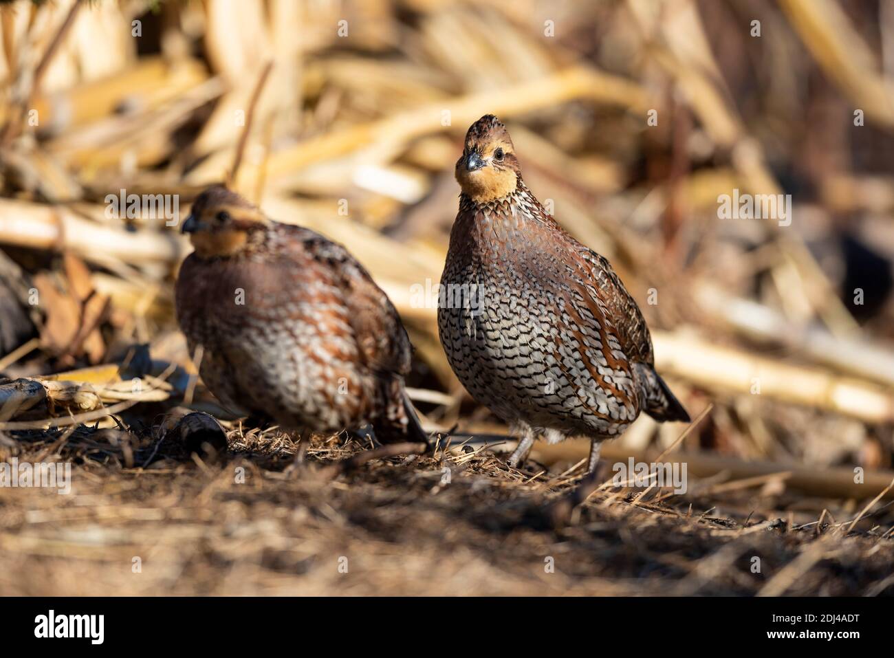 Bobwhite quail on a an early winter day in Kansas Stock Photo - Alamy