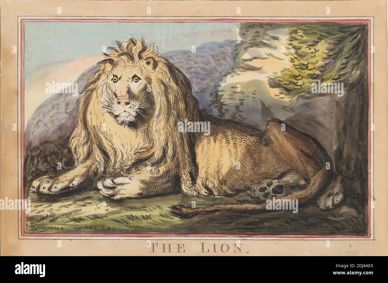 1733 lioness hi-res stock photography and images - Alamy