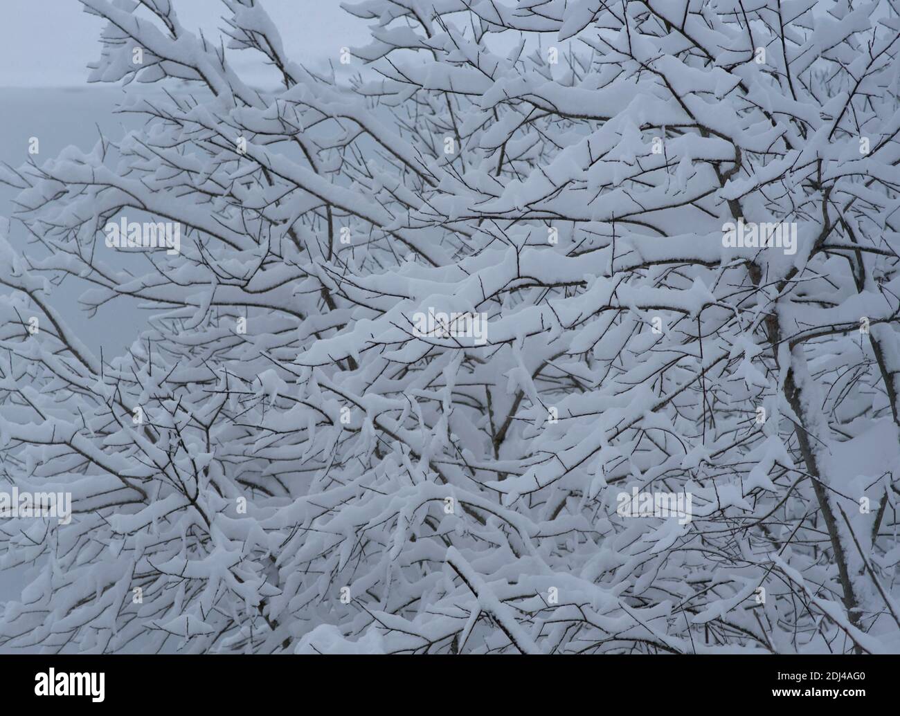 Snowfall over trees. Background with tree branches covered with a lot ...