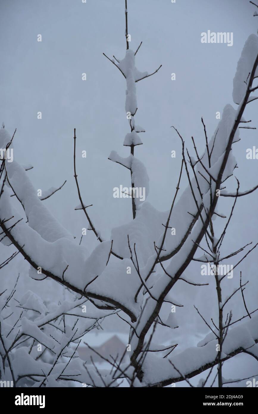 Snowfall over trees. Background with tree branches covered with a lot ...