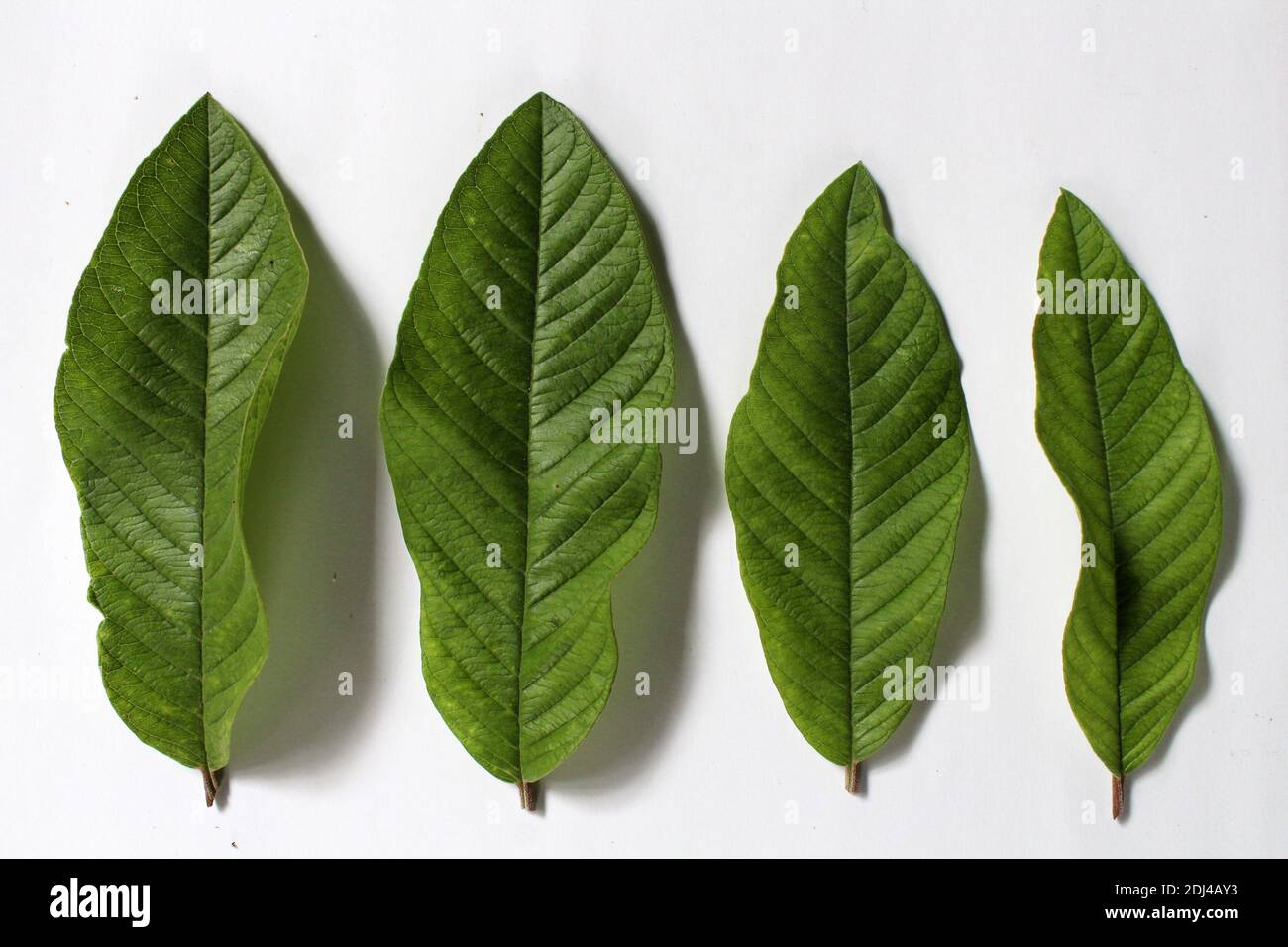 Psidium Guajava Leaves