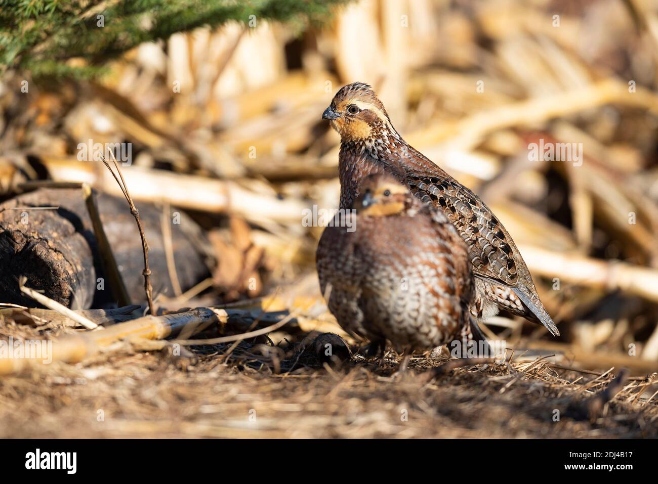 Bobwhite quail on a an early winter day in Kansas Stock Photo - Alamy
