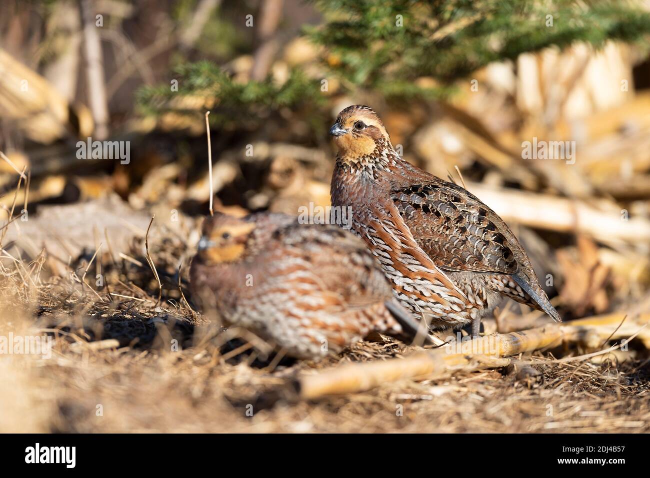 Bobwhite quail on a an early winter day in Kansas Stock Photo - Alamy