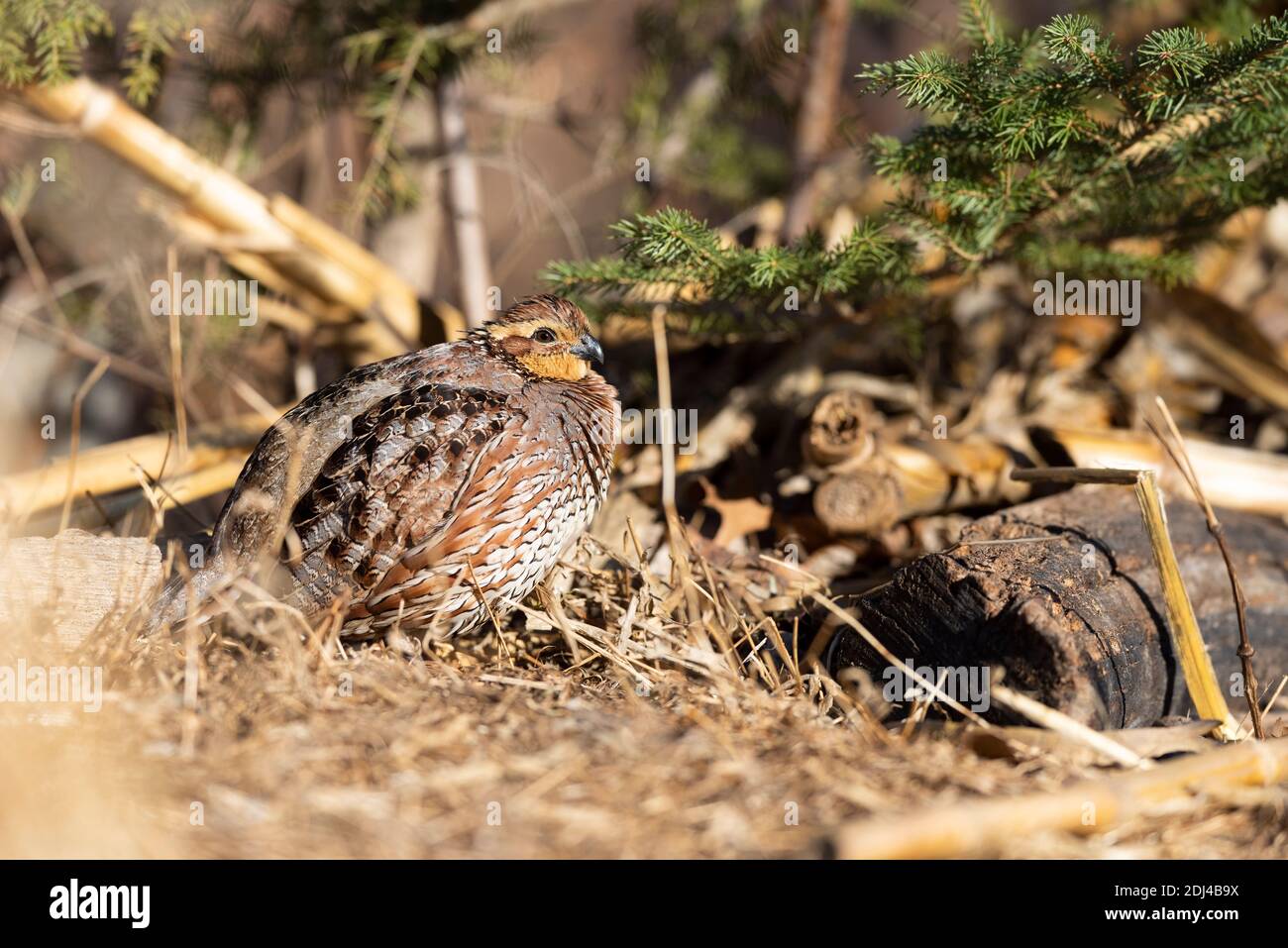 Bobwhite quail on a an early winter day in Kansas Stock Photo - Alamy