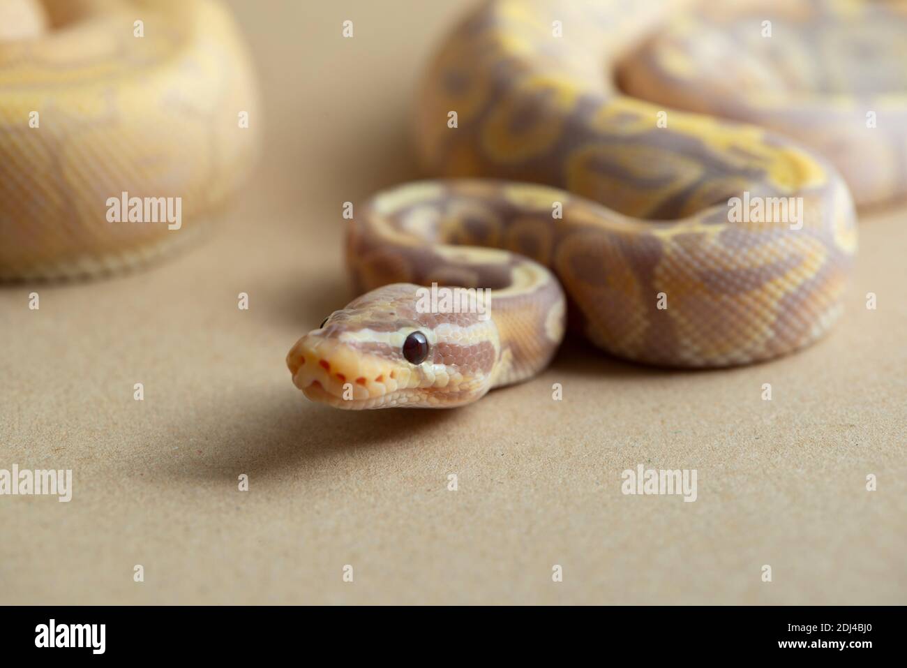 reptile, snake, python, studio, isolated, animal, white, ball, wildlife ...