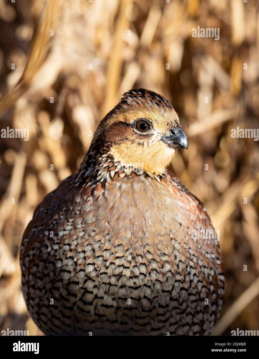 Bobwhite quail on a an early winter day in Kansas Stock Photo - Alamy