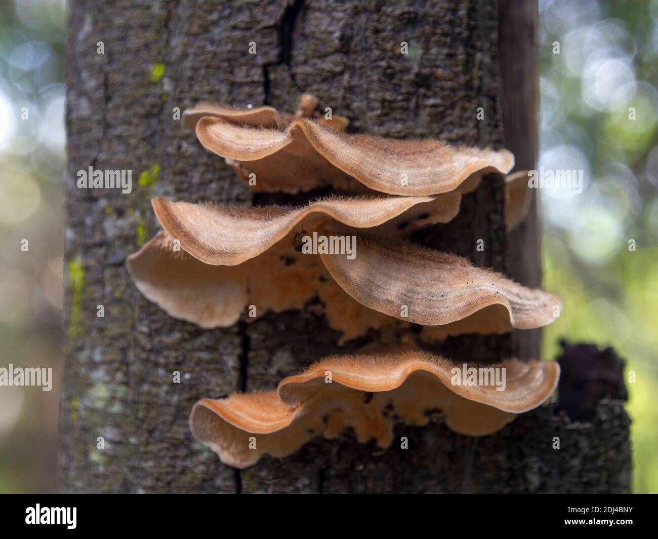 Macro photography of a group of polypores on a tree bark in a forest ...