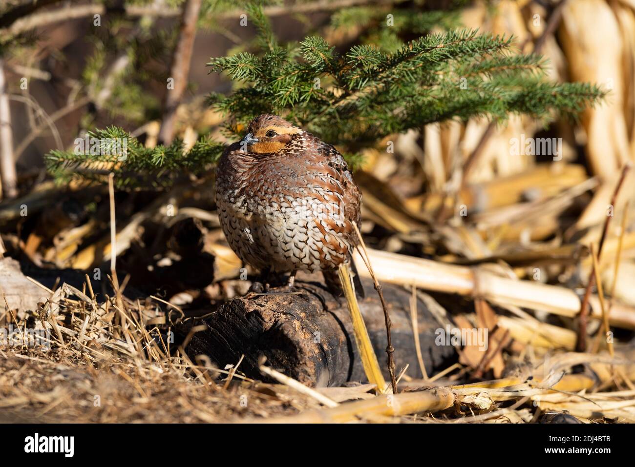 Bobwhite quail on a an early winter day in Kansas Stock Photo - Alamy