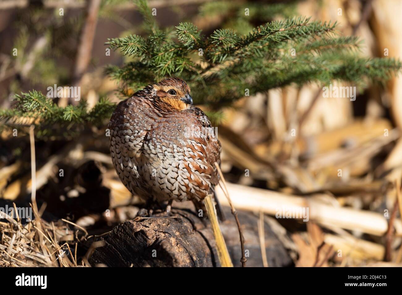 Bobwhite quail on a an early winter day in Kansas Stock Photo - Alamy