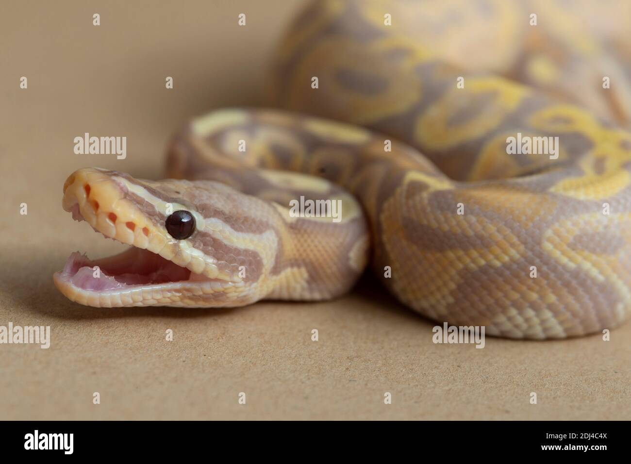 reptile, snake, python, studio, isolated, animal, white, ball, wildlife ...
