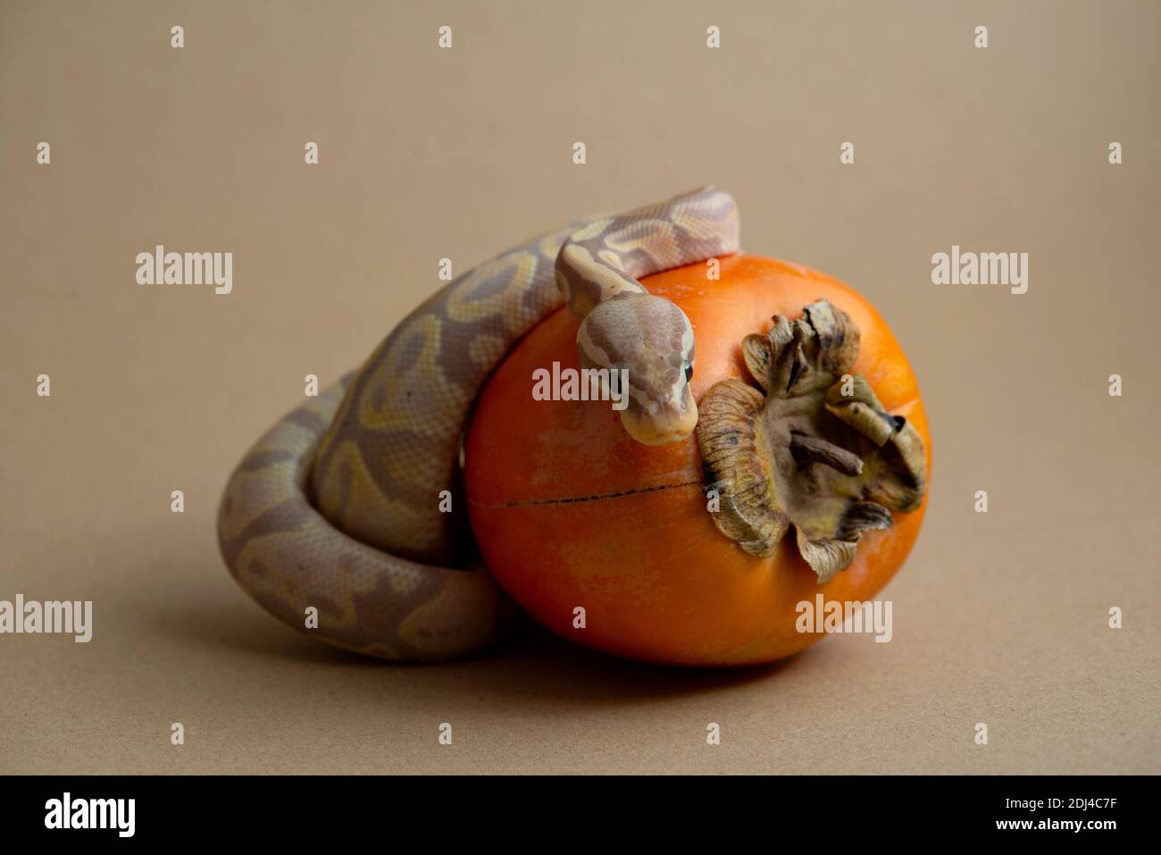 reptile, snake, python, studio, isolated, animal, white, ball, wildlife ...
