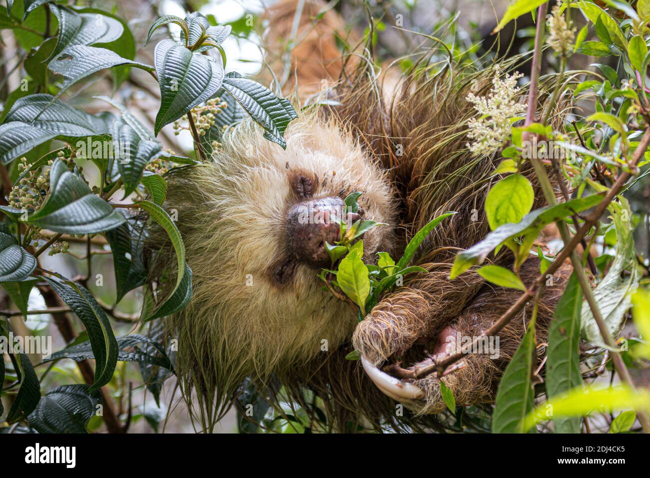 Sloth eating leaves in the Costa Rican jungle Stock Photo - Alamy