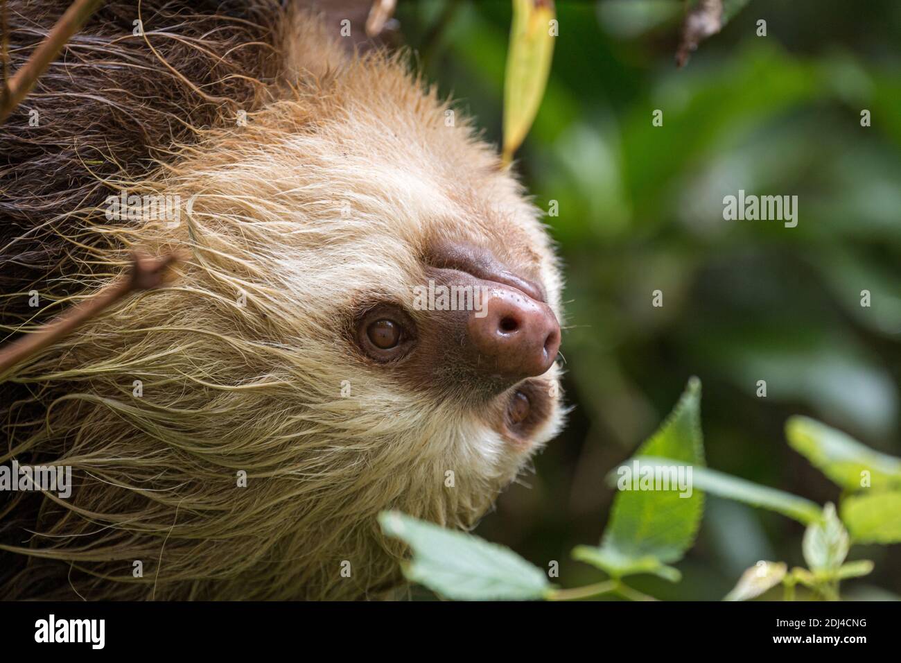 Sloth eating leaves in the Costa Rican jungle Stock Photo - Alamy