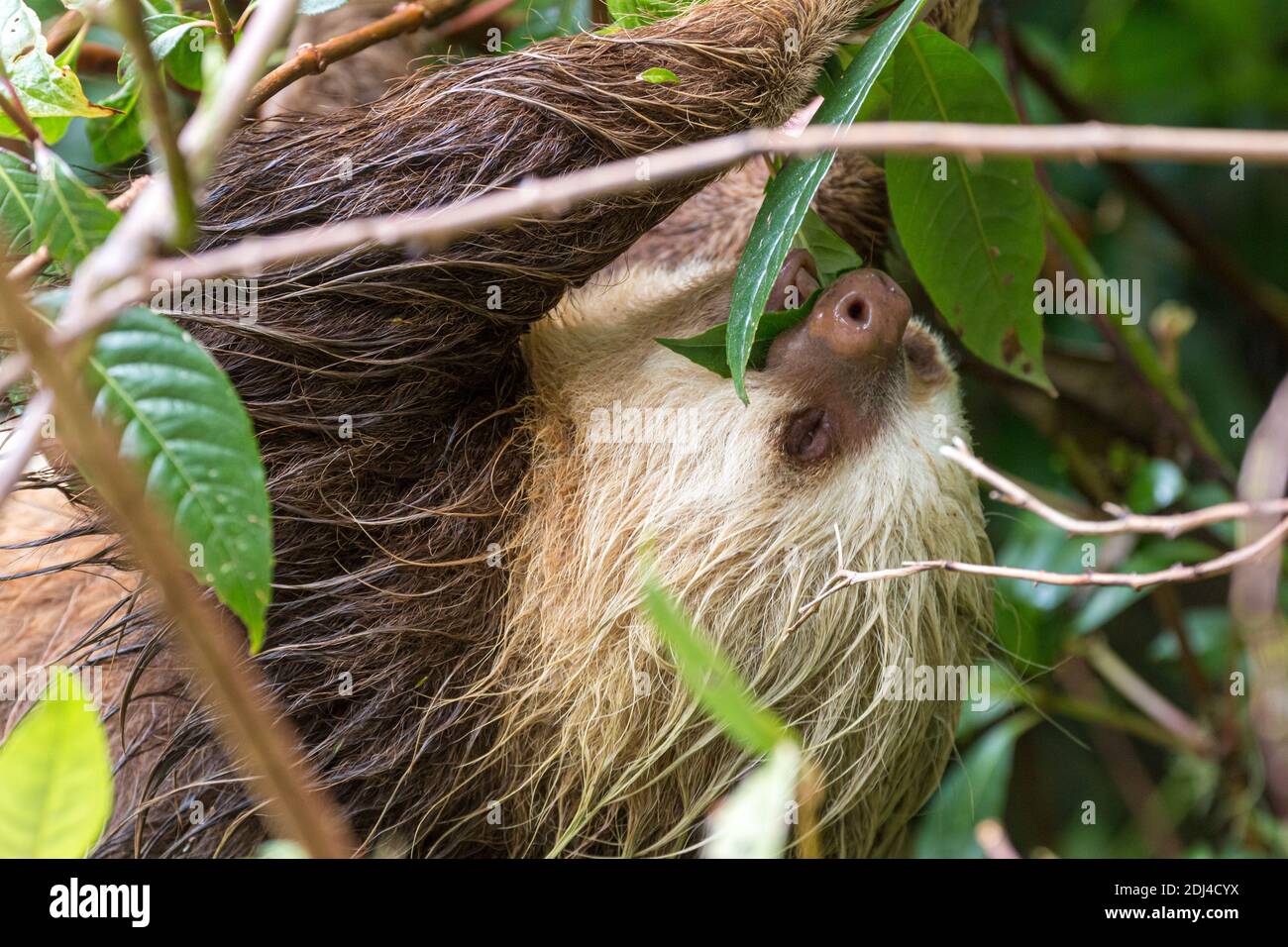 Sloth eating leaves in the Costa Rican jungle Stock Photo - Alamy