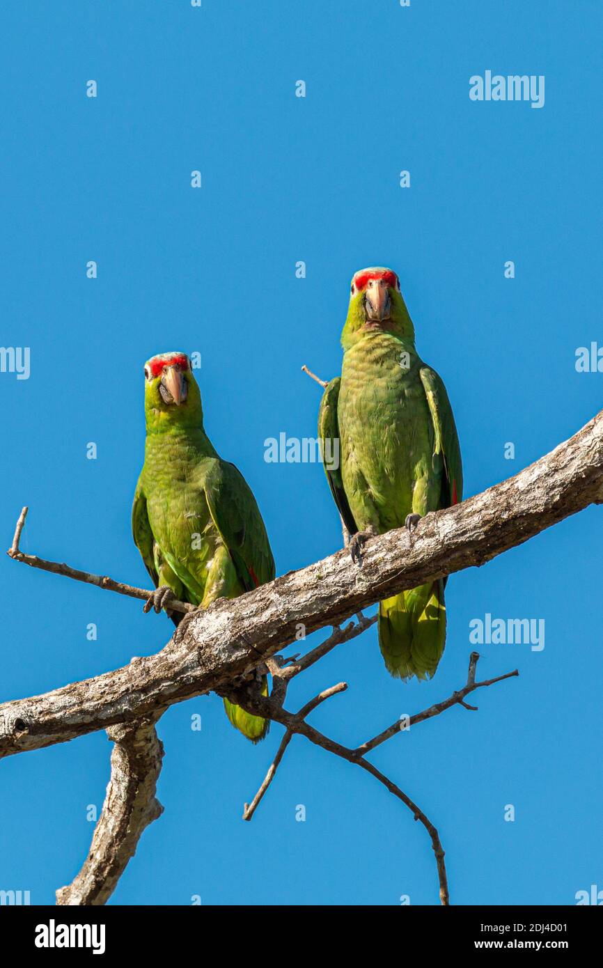 Two green parrots hi-res stock photography and images - Alamy