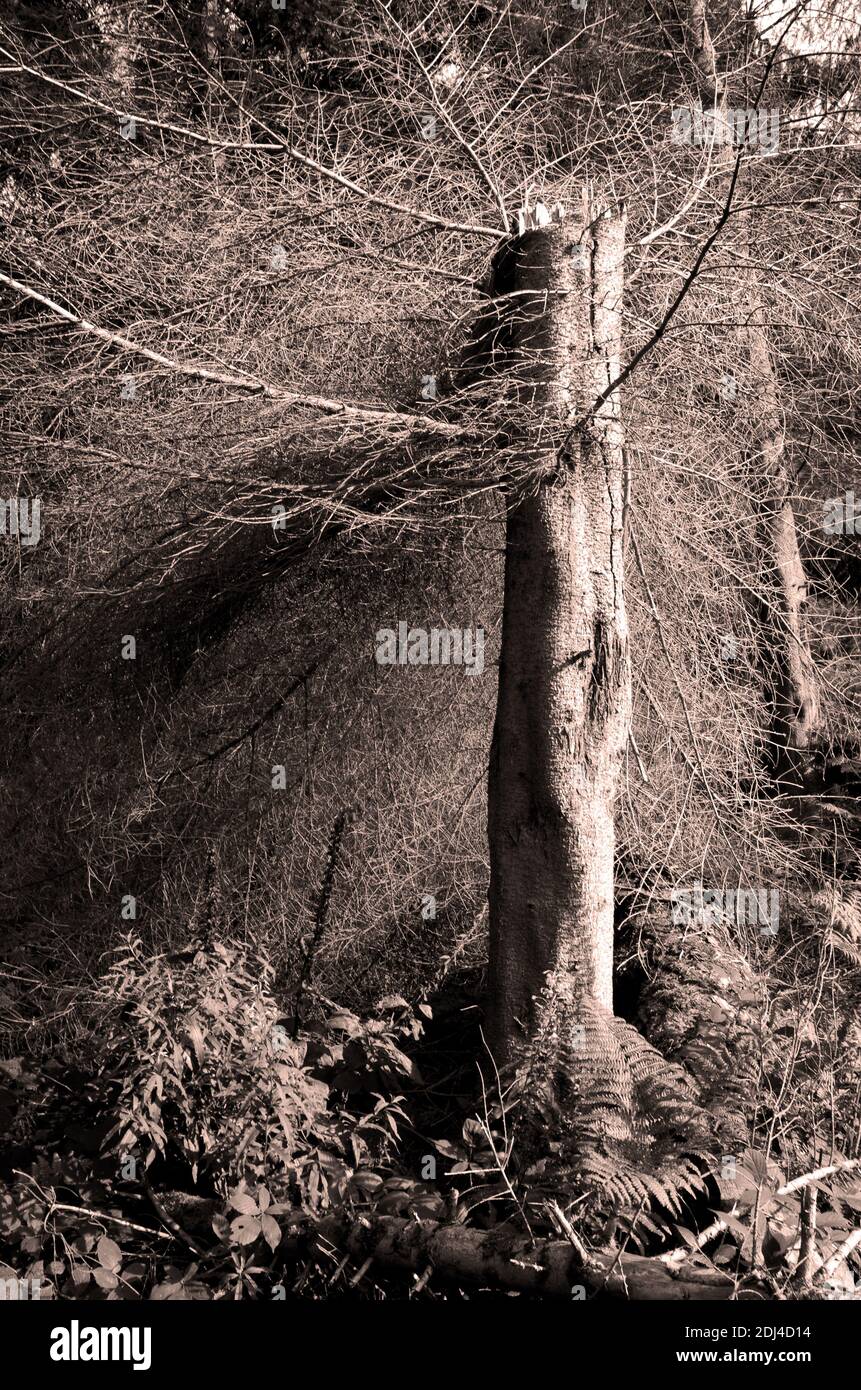 Fairy tale flora hi-res stock photography and images - Alamy