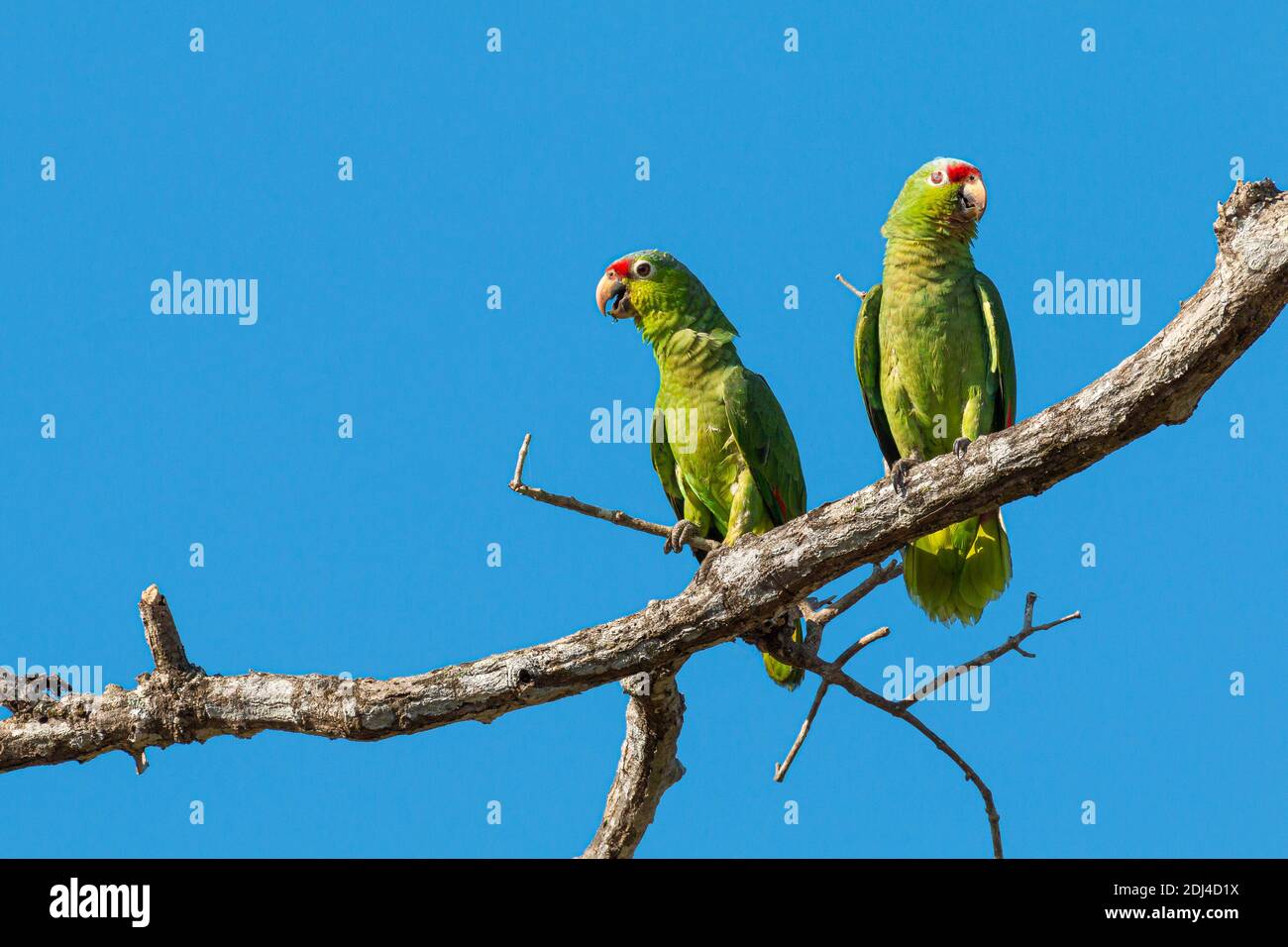 Two green parrots sitting on a branch in souhern Costa Rica Stock Photo ...