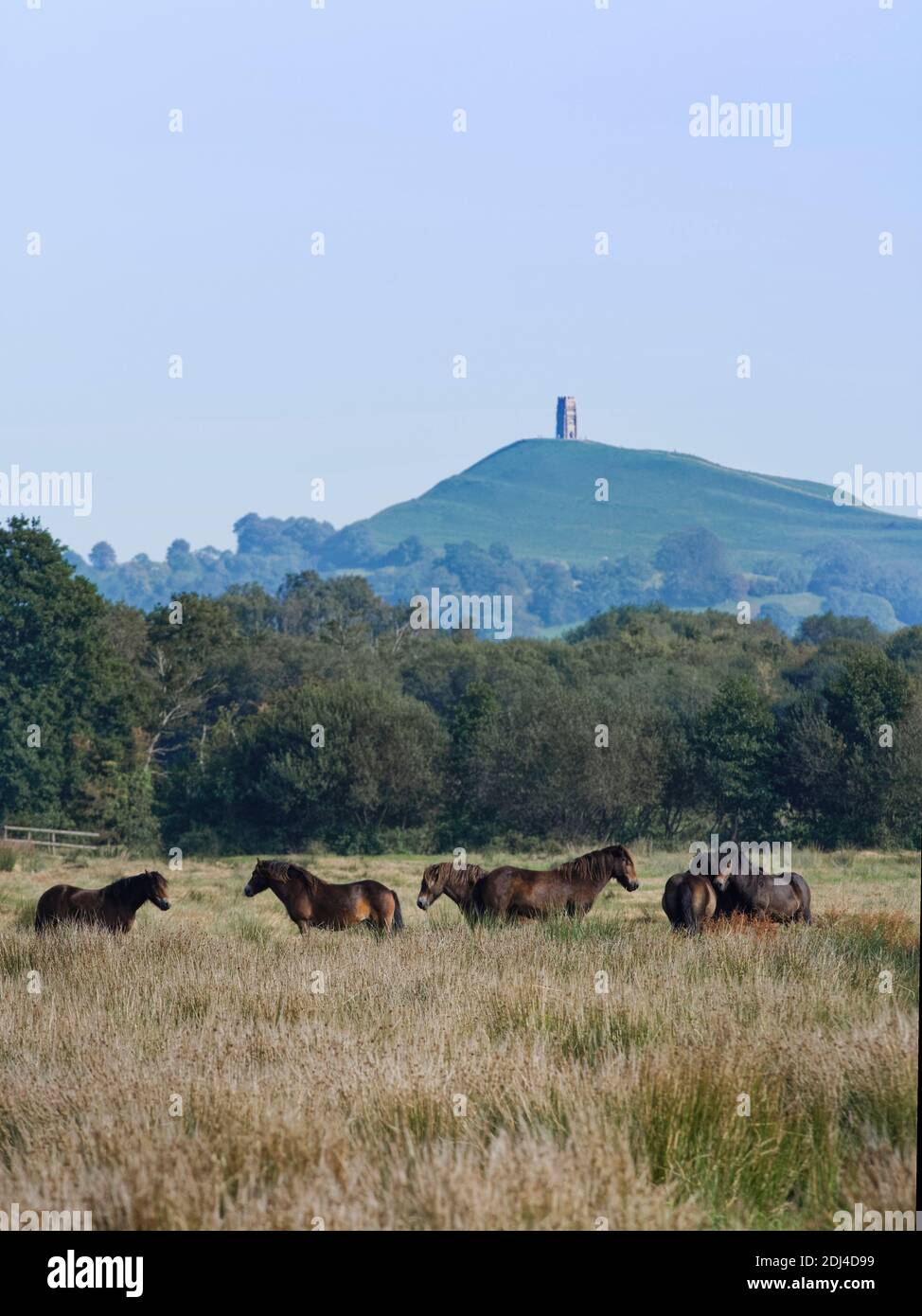 Somerset nature reserves hi-res stock photography and images - Alamy