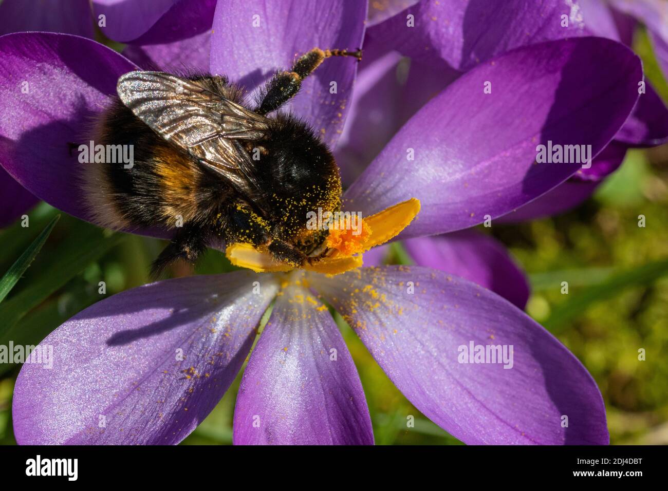 Mite life cycle hi-res stock photography and images - Alamy