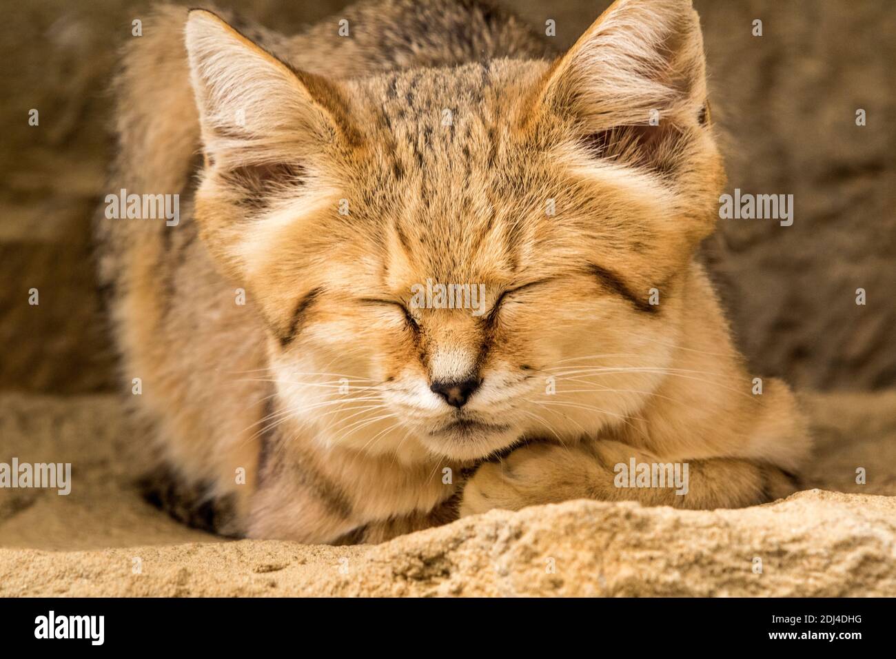 Portrait Detail of a Cute, Sleeping, Sand Cat (Felis margarita Stock ...