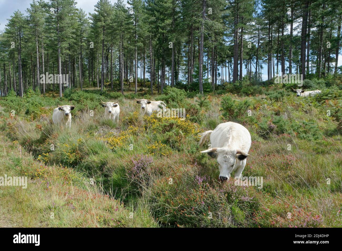 White Park cattle (Bos taurus), an ancient British breed, grazing ...