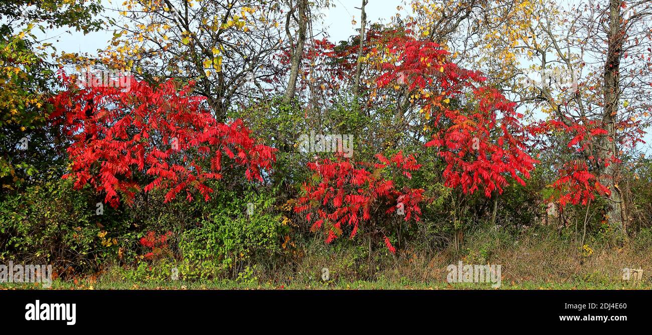 Red sumac bushes along a roadside in autumn in Michigan Stock Photo - Alamy