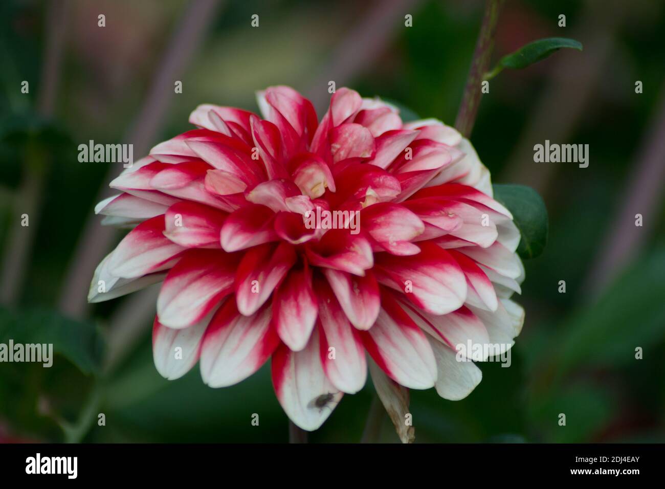 Dahlia white candy hi-res stock photography and images - Alamy