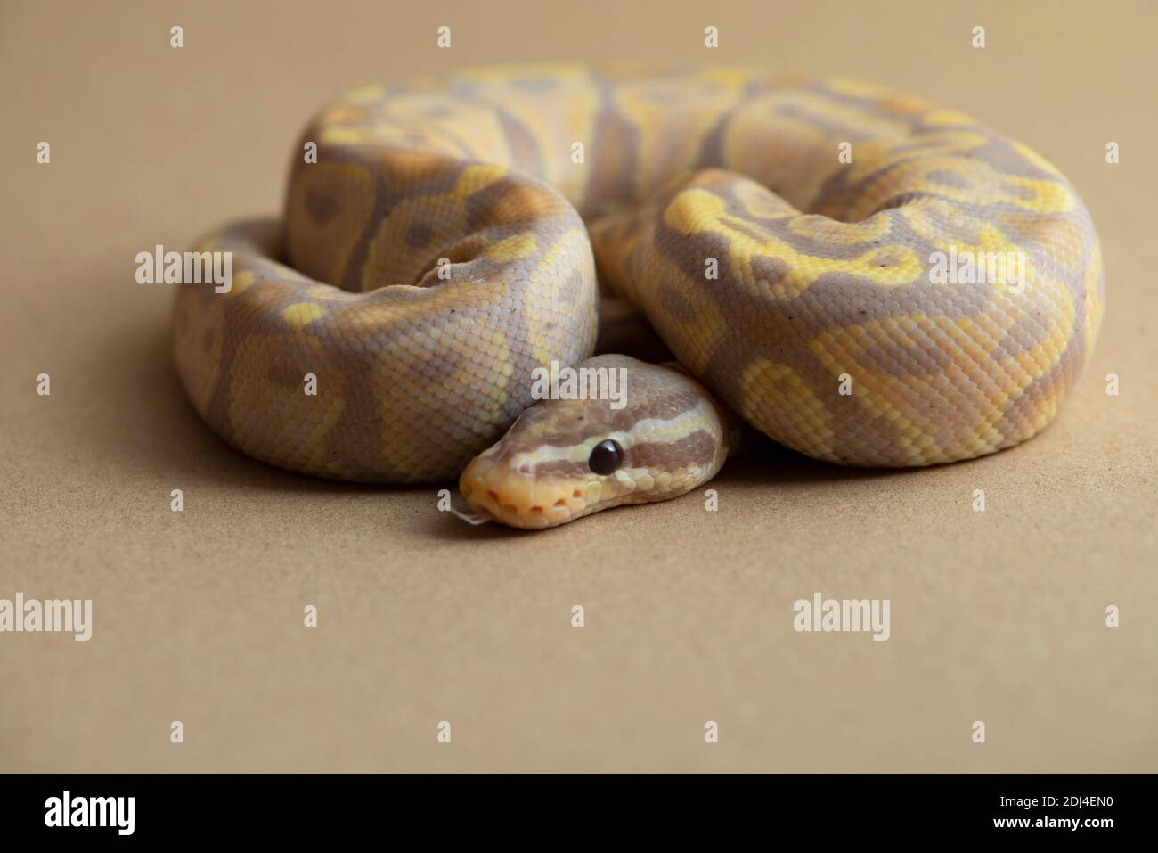 reptile, snake, python, studio, isolated, animal, white, ball, wildlife ...