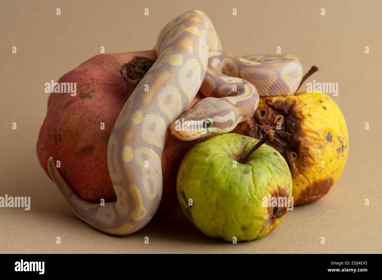 reptile, snake, python, studio, isolated, animal, white, ball, wildlife ...