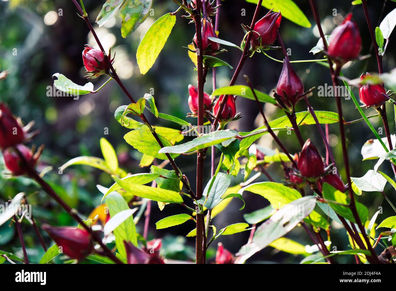 Roselle plants hi-res stock photography and images - Alamy