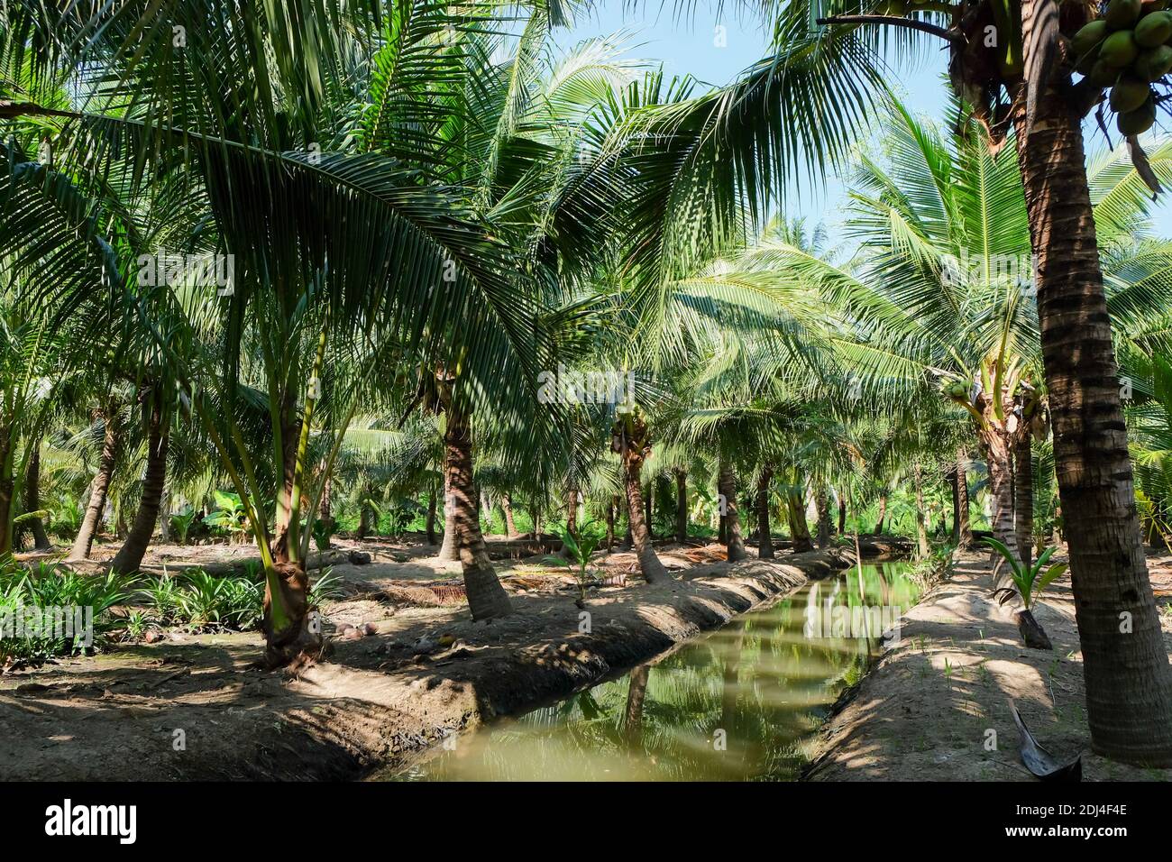 Image of Coconut Farm at Samut Sakhon Province. Thailand Stock Photo ...