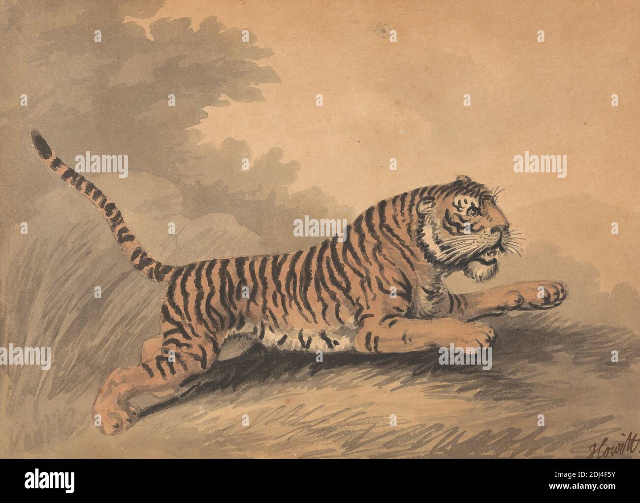 Tigress leaping hi-res stock photography and images - Alamy