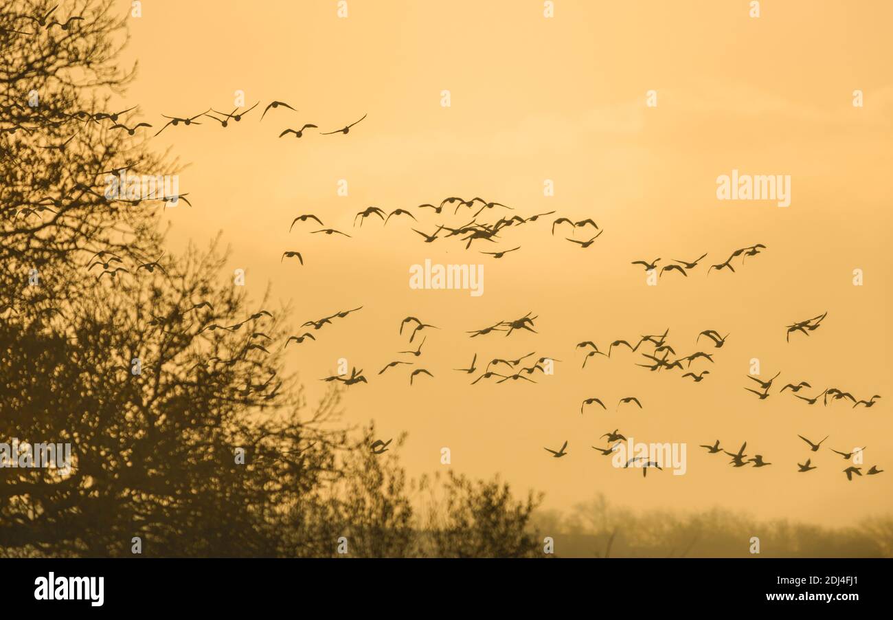 Brent Geese in flight in the Sunrise, Brent Goose (Branta bernicla) in ...
