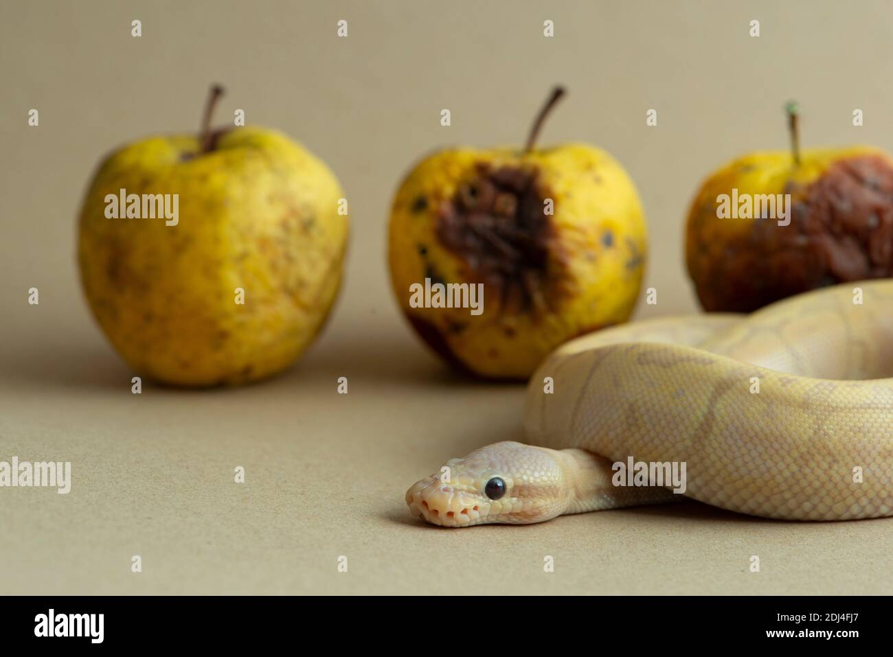 reptile, snake, python, studio, isolated, animal, white, ball, wildlife ...