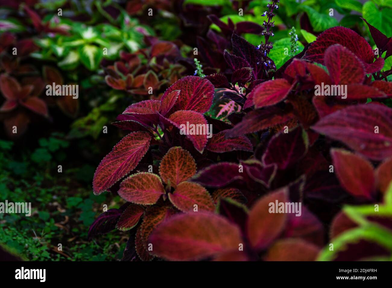 Close up of a red coleus solenostemon hybrida leaves background in a ...