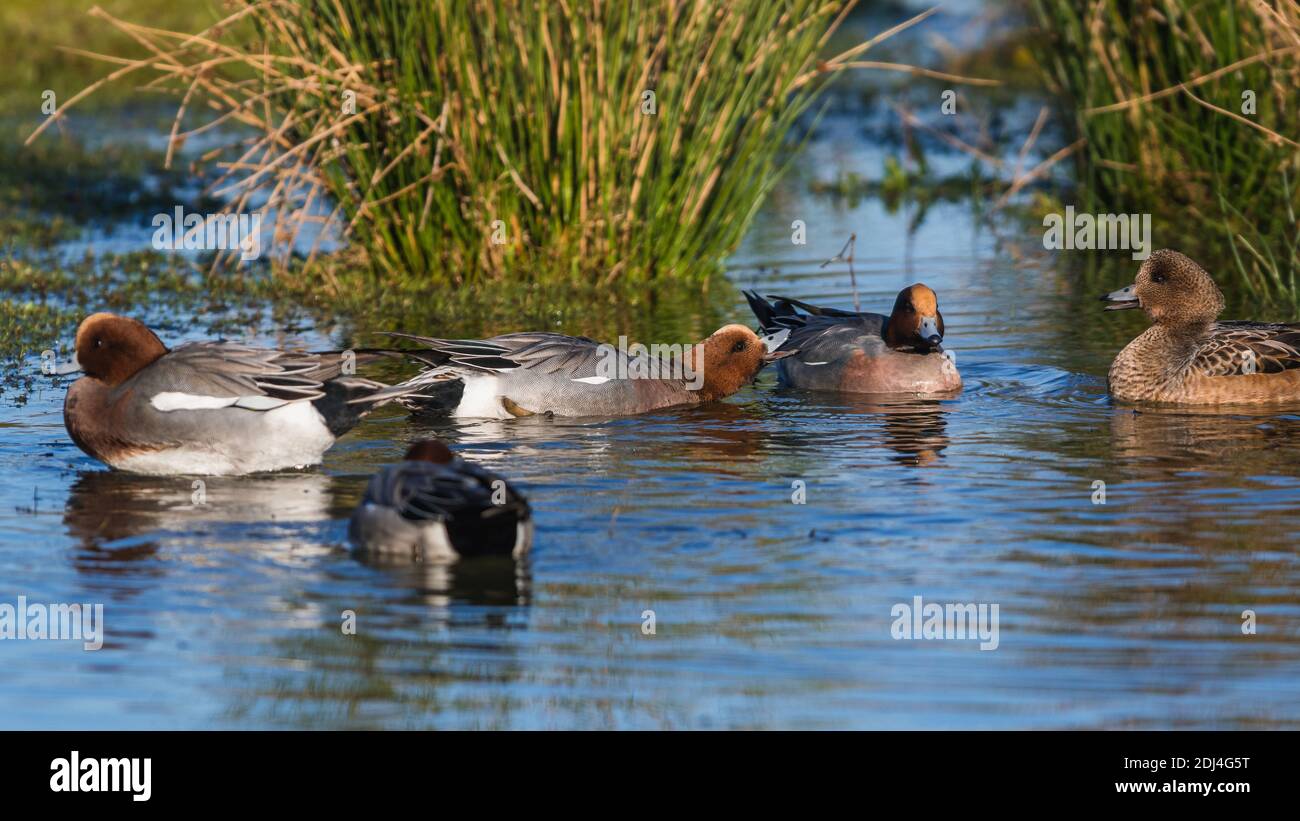 Eurasian Wigeon (Mareca penelope) birds in environment Stock Photo - Alamy