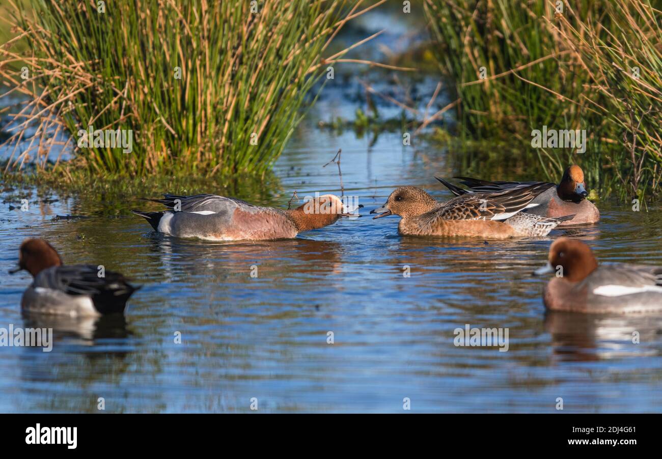 Eurasian Wigeon (Mareca penelope) birds in environment Stock Photo - Alamy