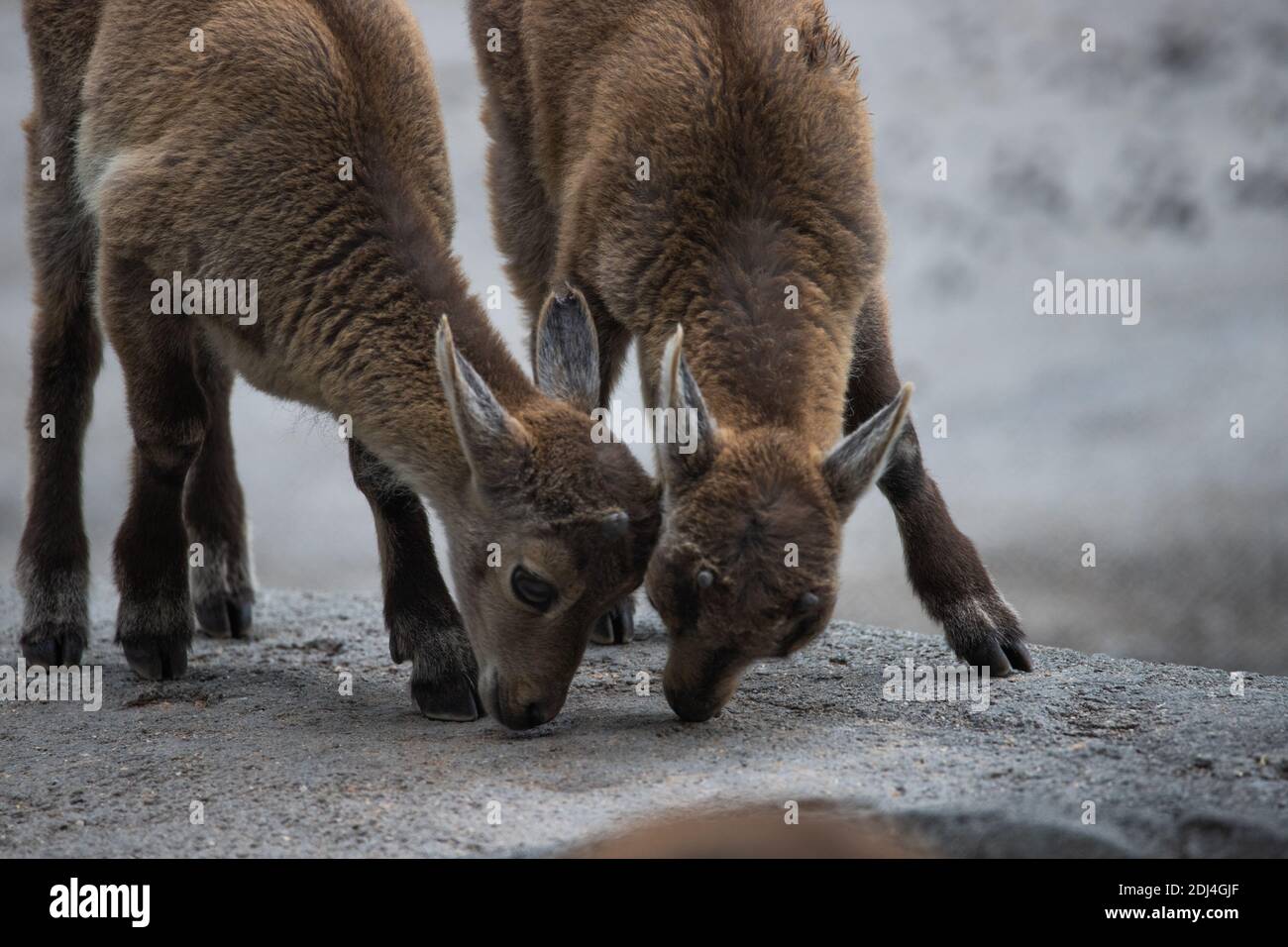 Alpine ibex young animal hi-res stock photography and images - Alamy