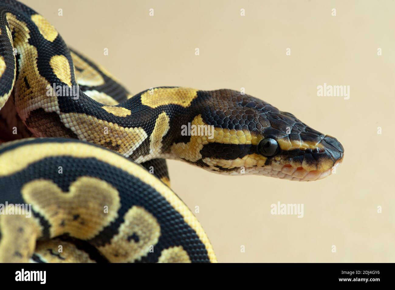 reptile, snake, python, studio, isolated, animal, white, ball, wildlife ...
