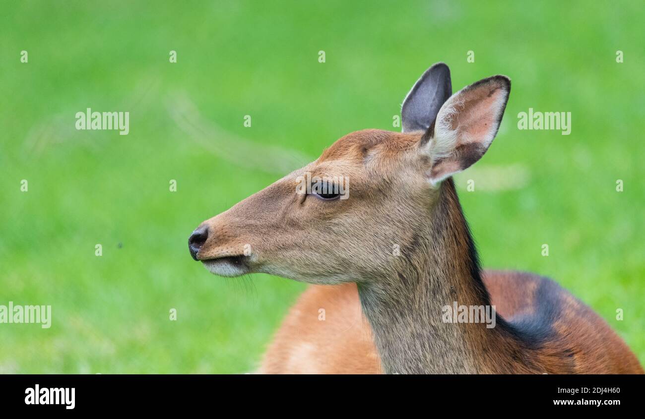 A isolated picture of a fawn deer taken in the alps Stock Photo - Alamy