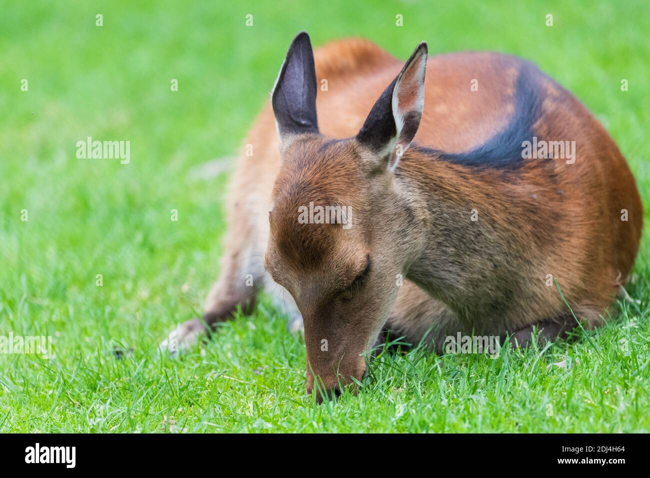 A isolated picture of a fawn deer taken in the alps Stock Photo - Alamy