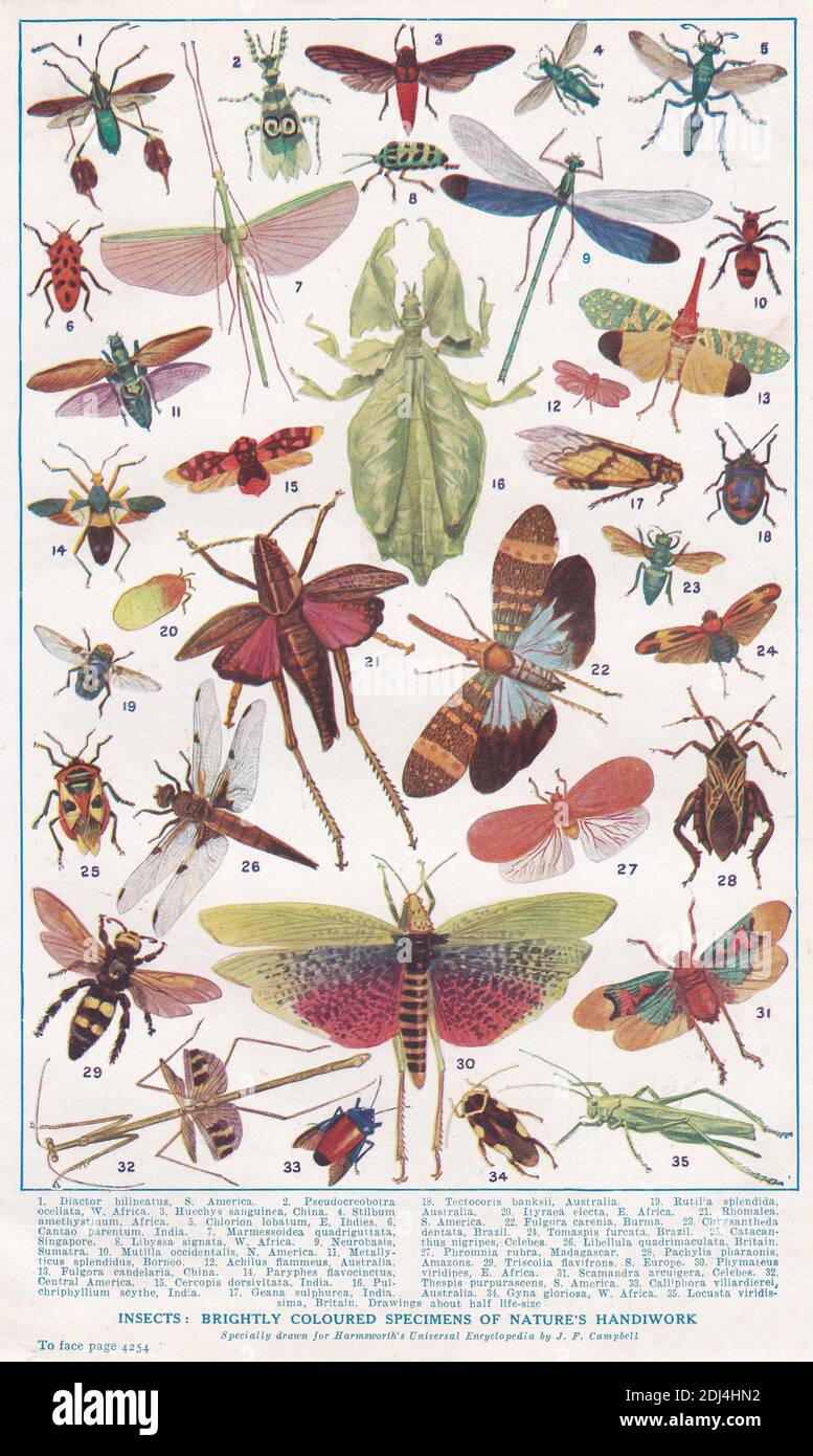 Vintage illustrations of Insects 1900s Stock Photo - Alamy