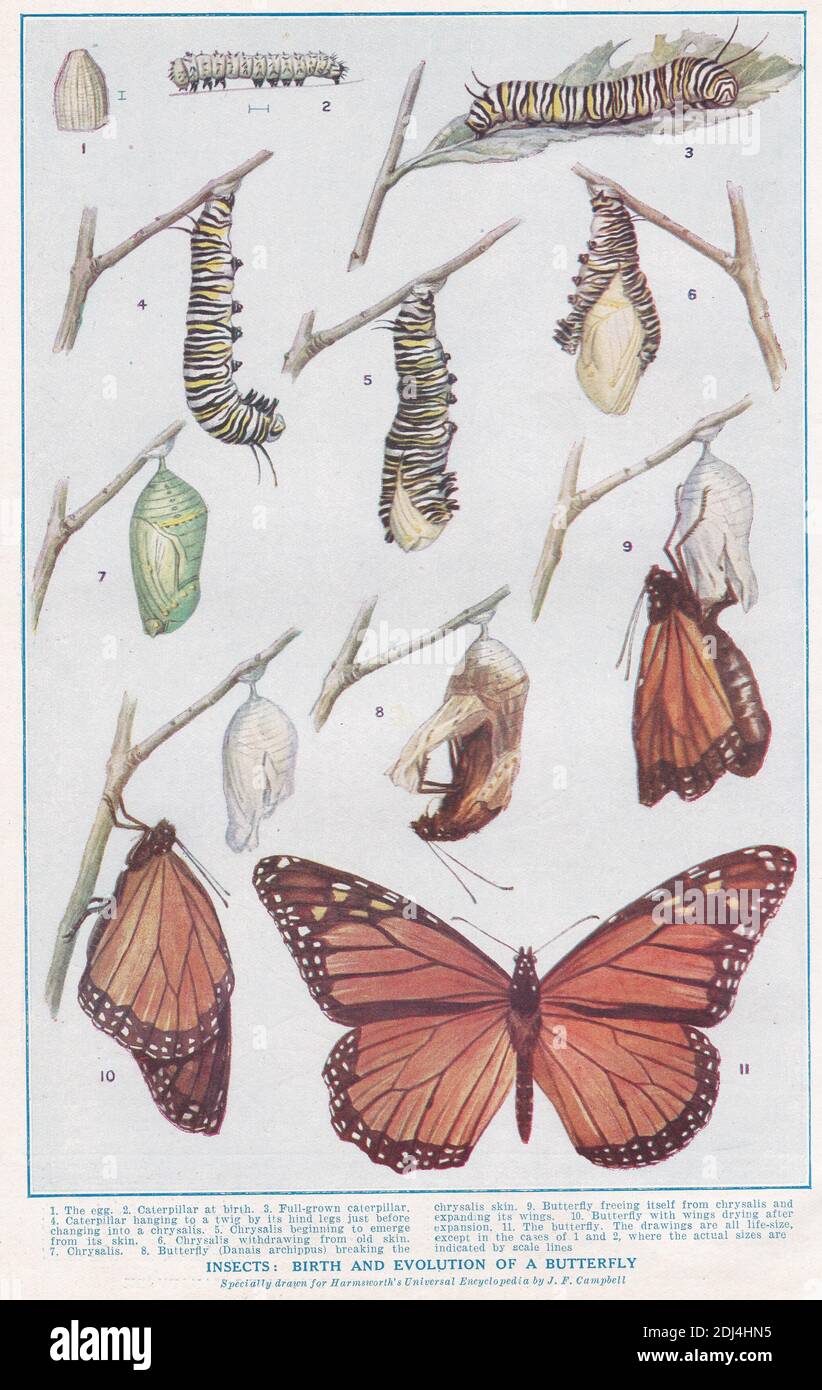 Butterfly through chrysalis hi-res stock photography and images - Alamy