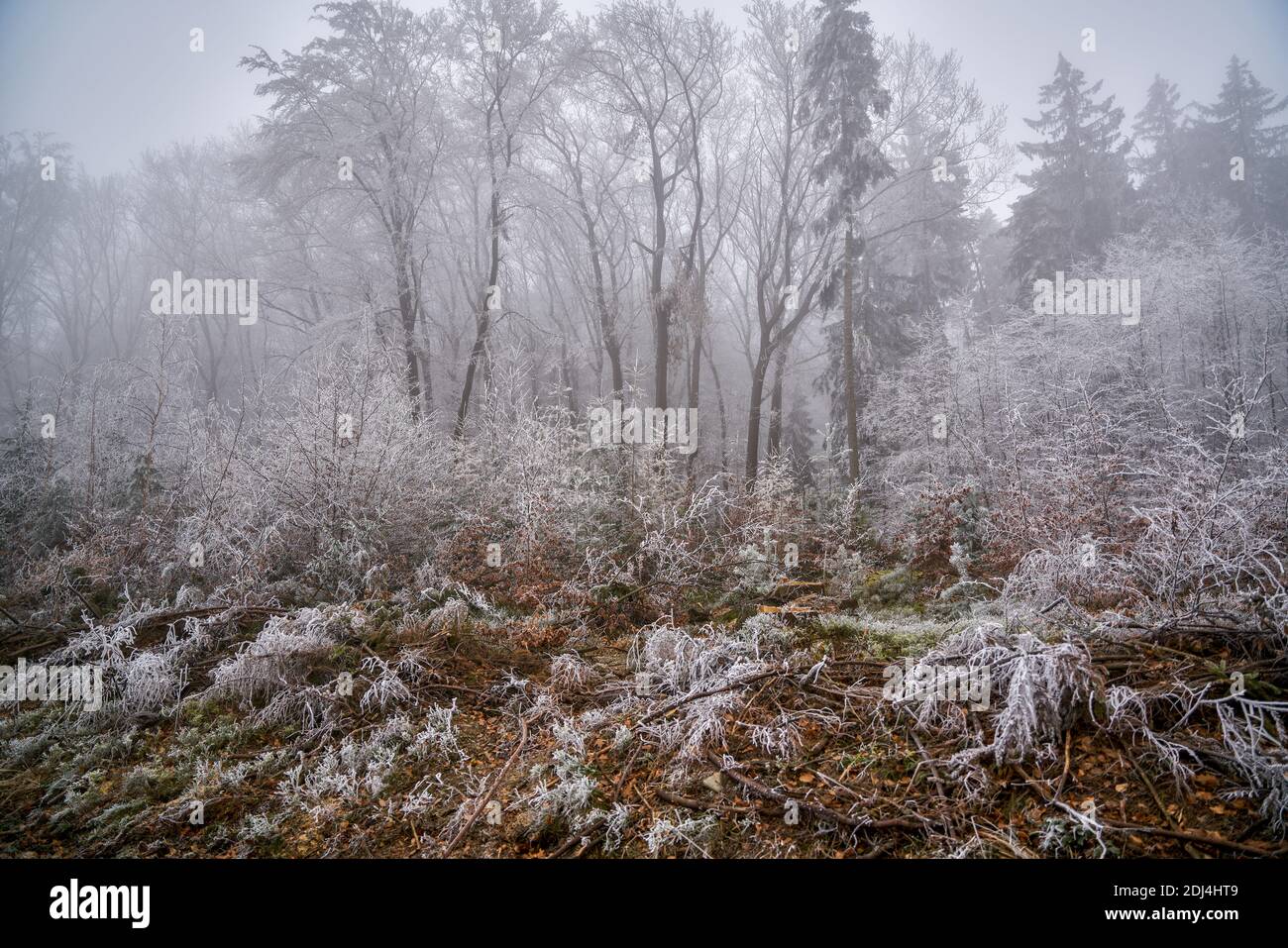 Central European mixed forest in December fog, covered with rime and ...