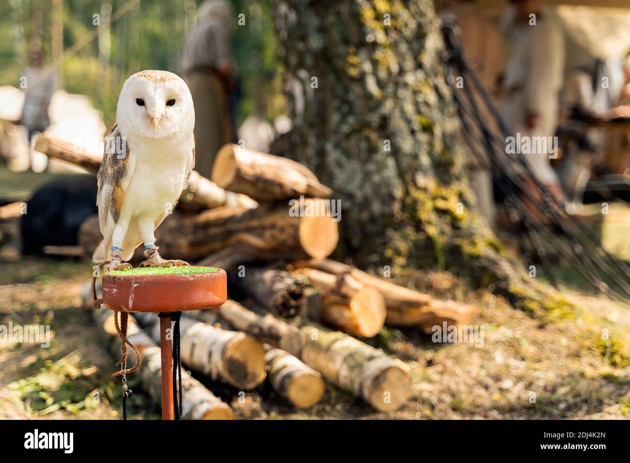 Barn owl scientific name tyto alba hi-res stock photography and images ...