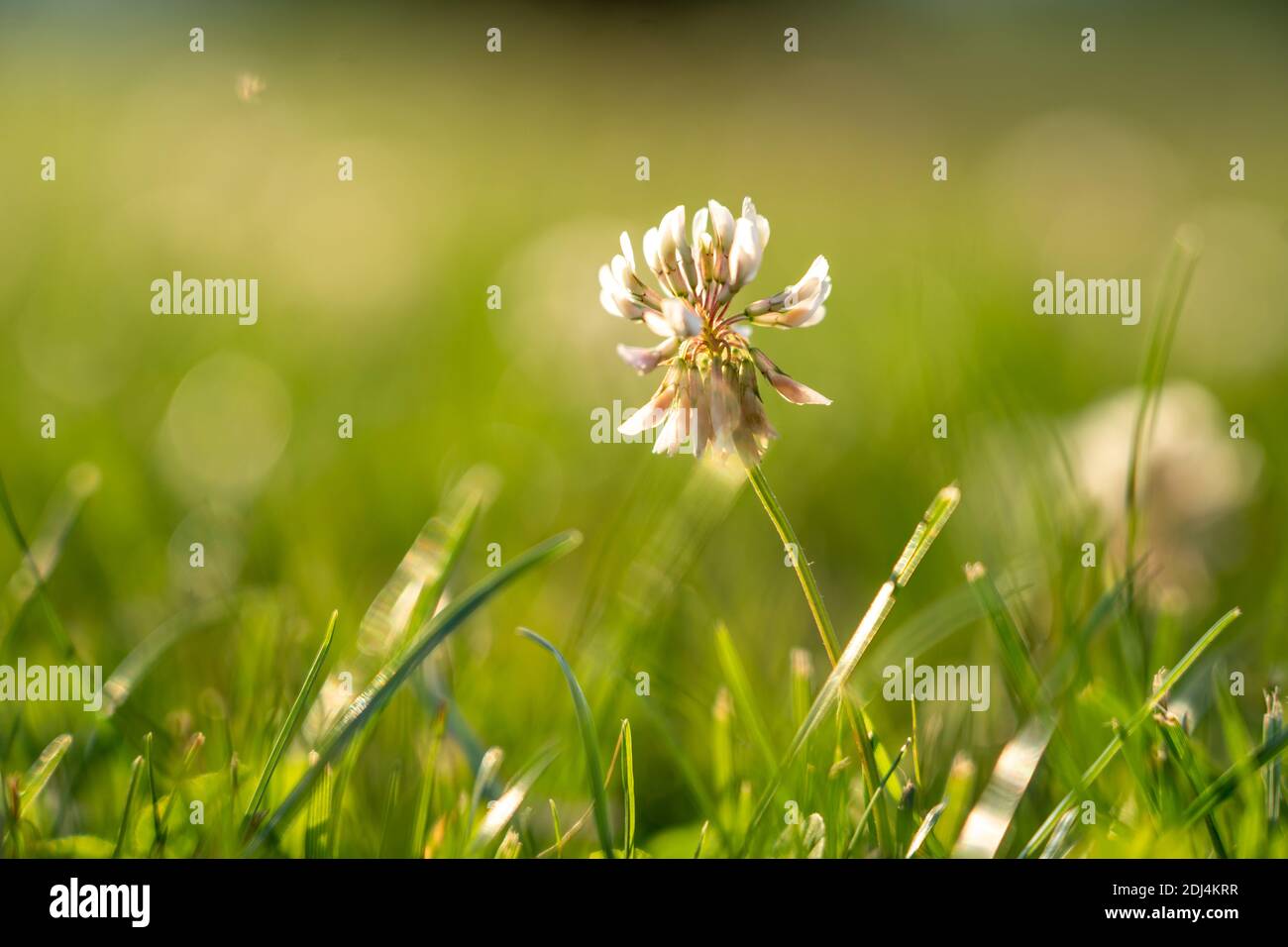 Rising flower stem hi-res stock photography and images - Alamy