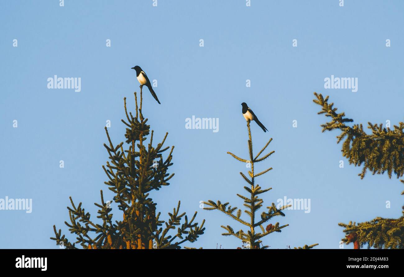 A beautiful view of two common magpie birds on top of the pine trees ...