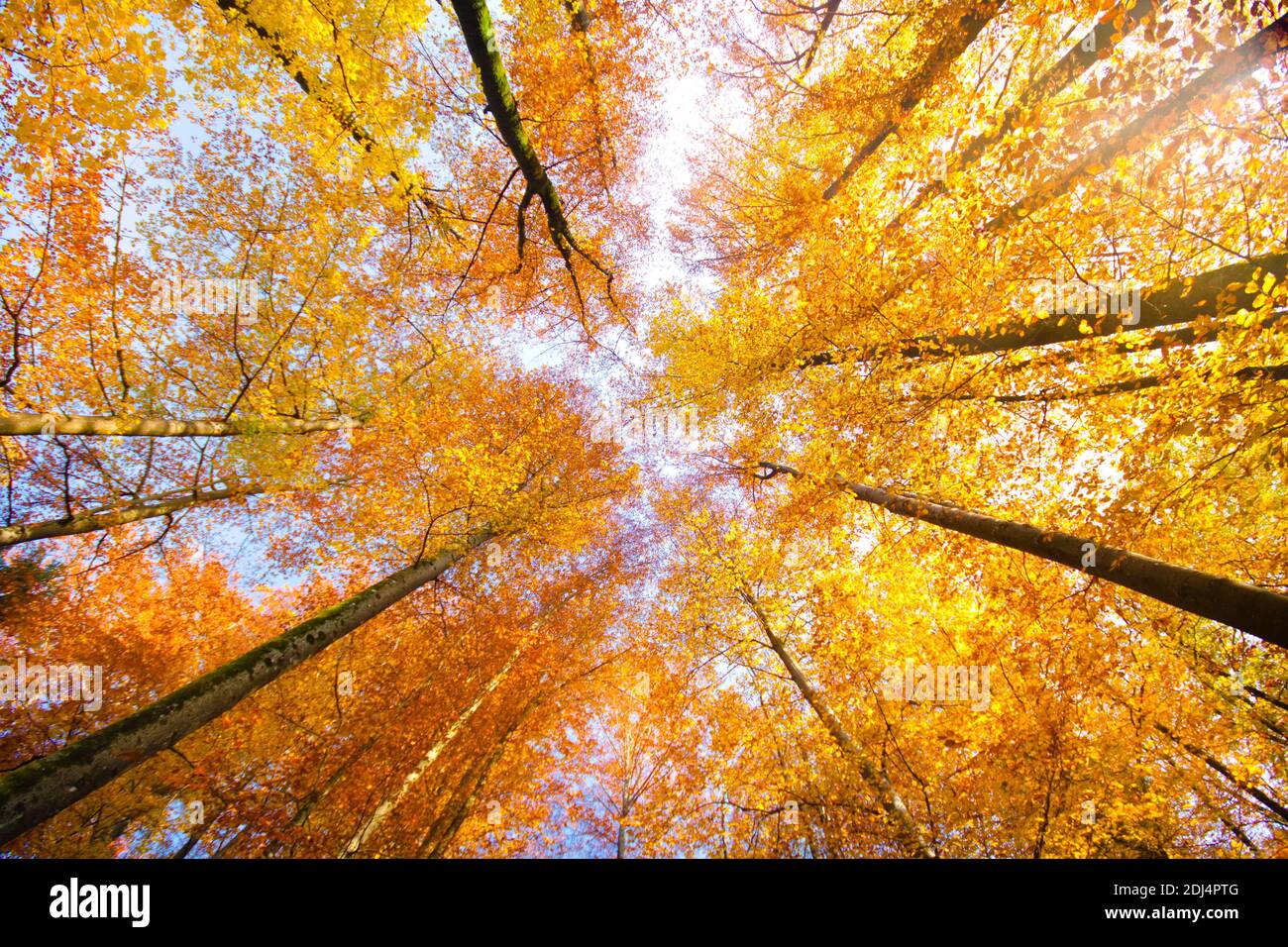 Trees in fall Stock Photo - Alamy